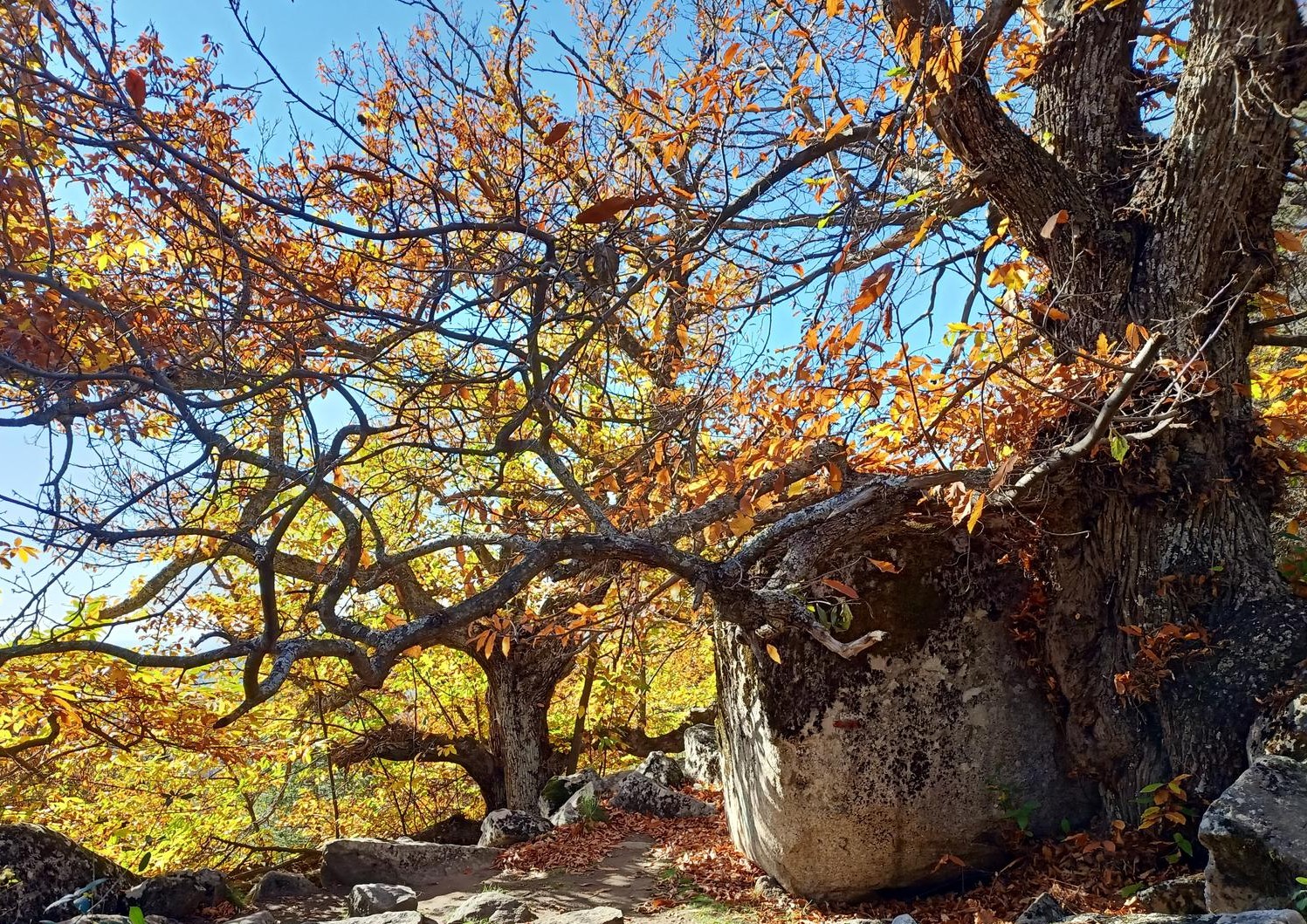 Los castaños de Zarzalejo | Geographica. Viajes de senderismo y montaña